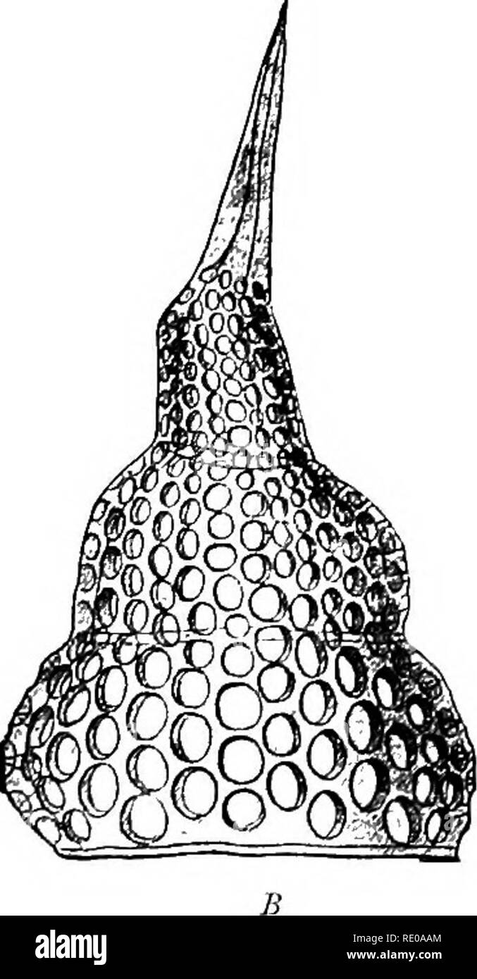 Radiolaria skeletons hi-res stock photography and images - Alamy