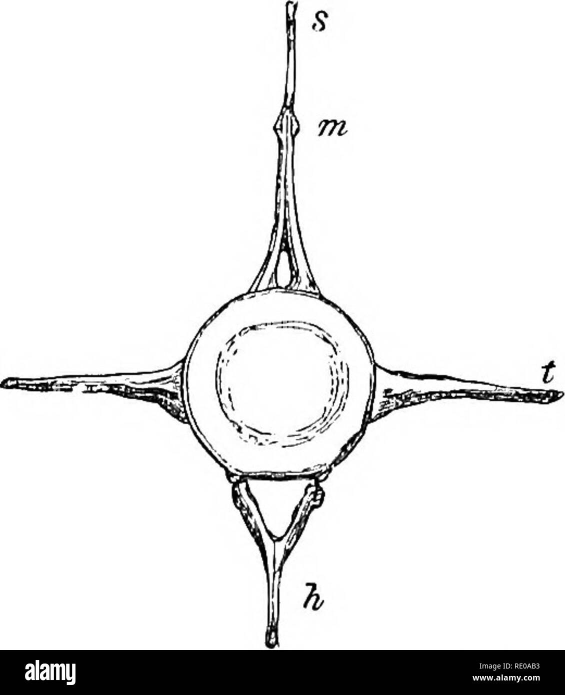 O Olecranal Region