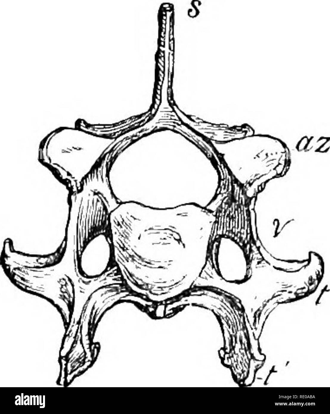 . An introduction to the study of mammals living and extinct. Mammals ...