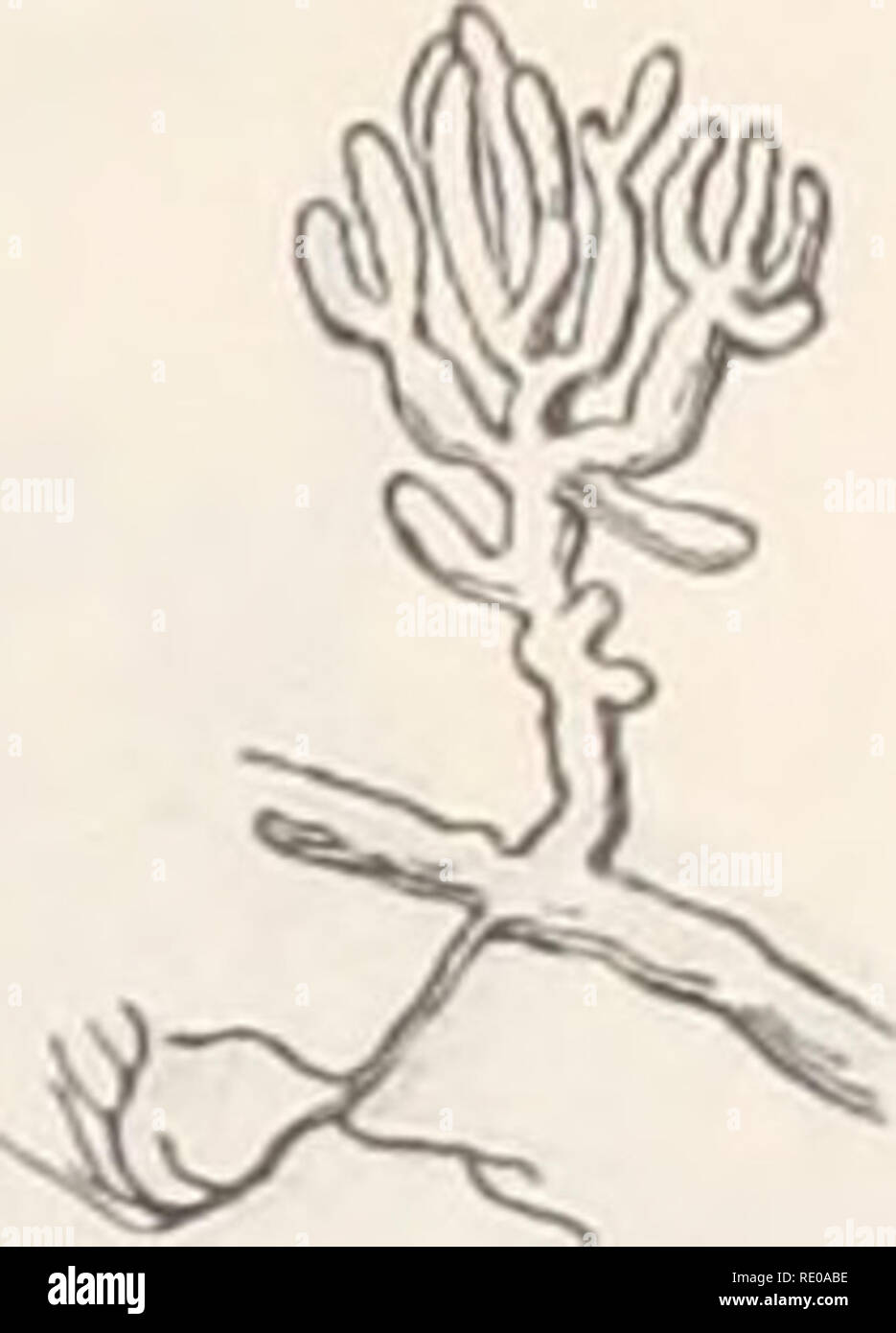 . Ecological and systematic studies of the Ceylon species of Caulerpa ...