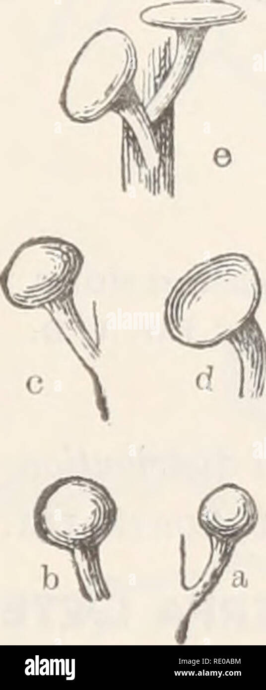 . Ecological and systematic studies of the Ceylon species of Caulerpa ...