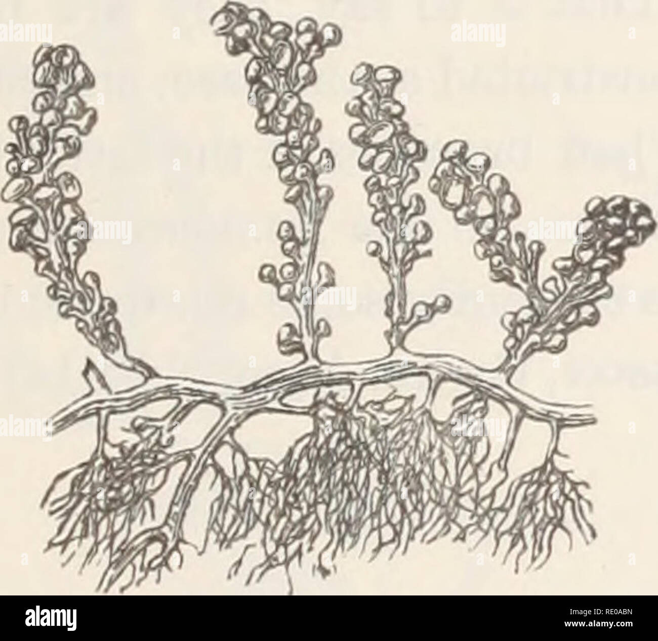 . Ecological and systematic studies of the Ceylon species of Caulerpa ...