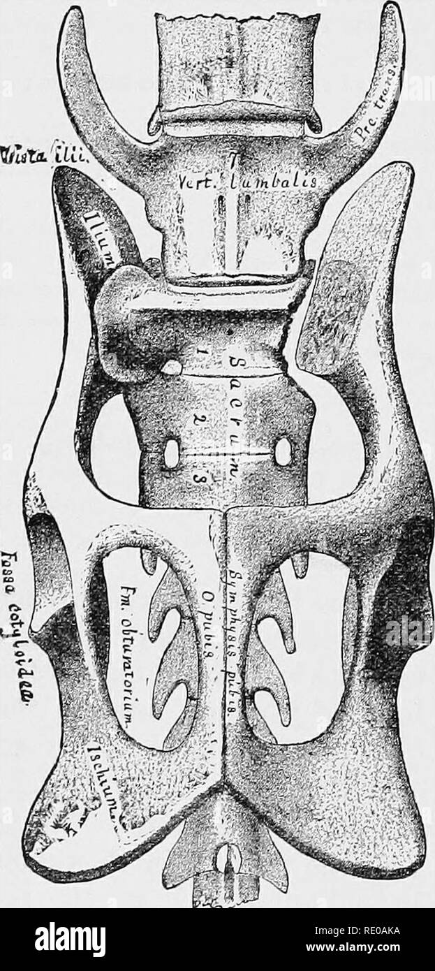 . Anatomical technology as applied to the domestic cat; an introduction ...