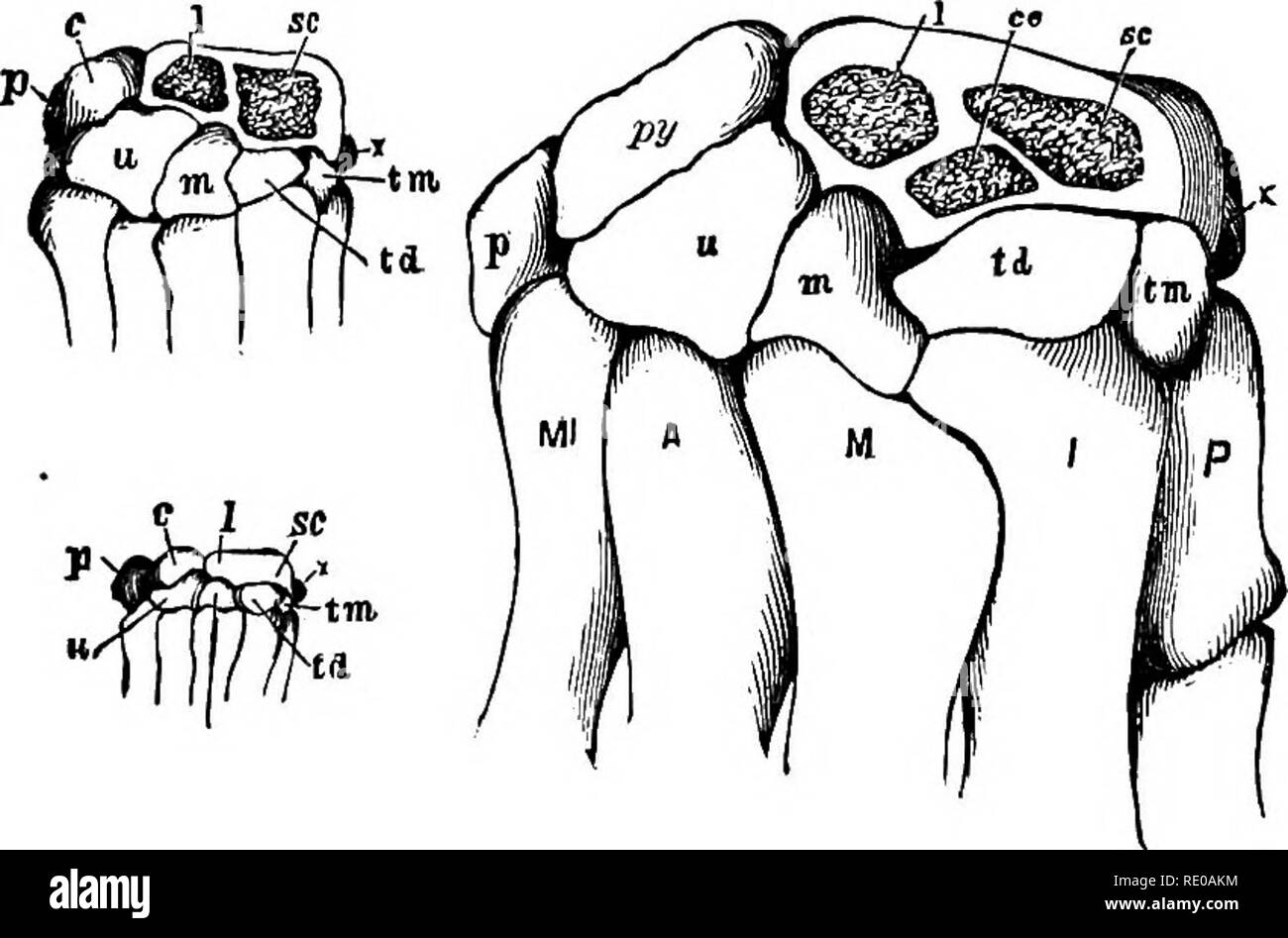 . Anatomical technology as applied to the domestic cat; an introduction ...