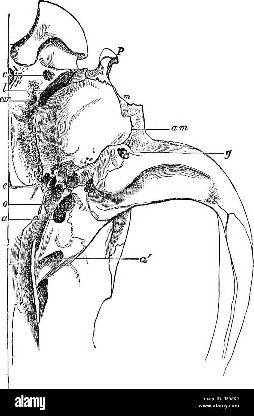 . An introduction to the study of mammals living and extinct. Mammals ...