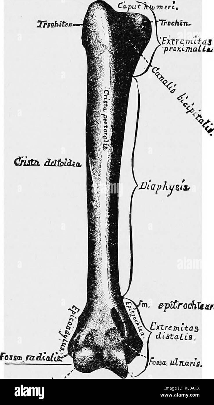 . Anatomical technology as applied to the domestic cat; an introduction ...