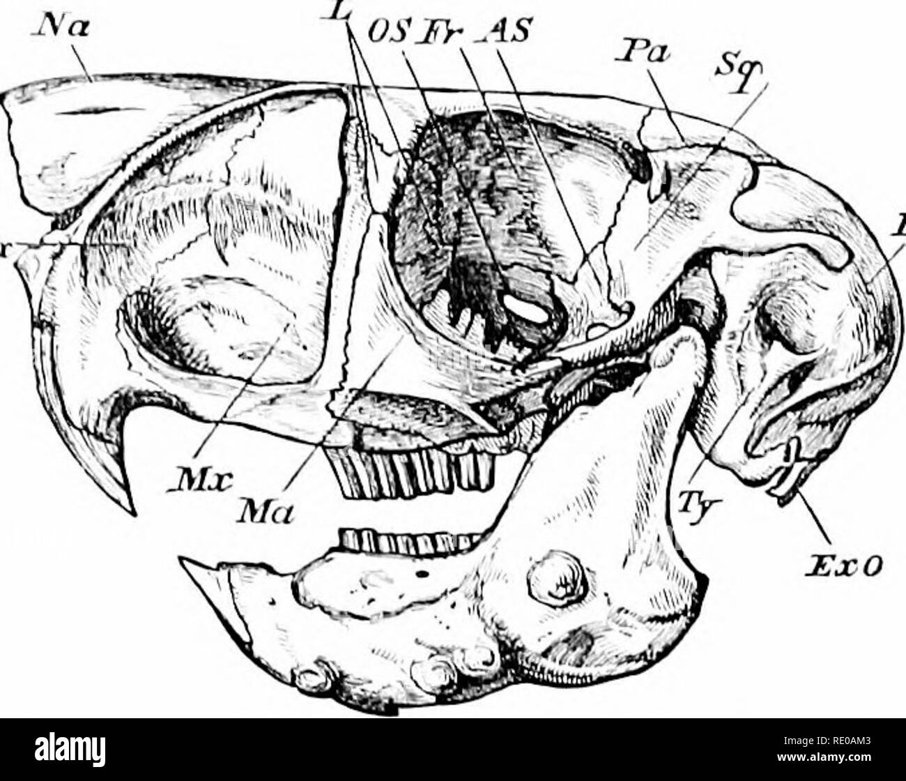 . An introduction to the study of mammals living and extinct. Mammals ...