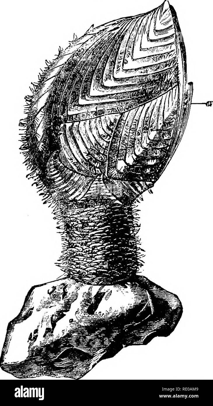 . Zoology for high schools and colleges. Zoology. EMBRYOLOOT OF ...
