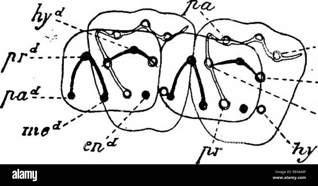 . An introduction to the study of mammals living and extinct. Mammals ...