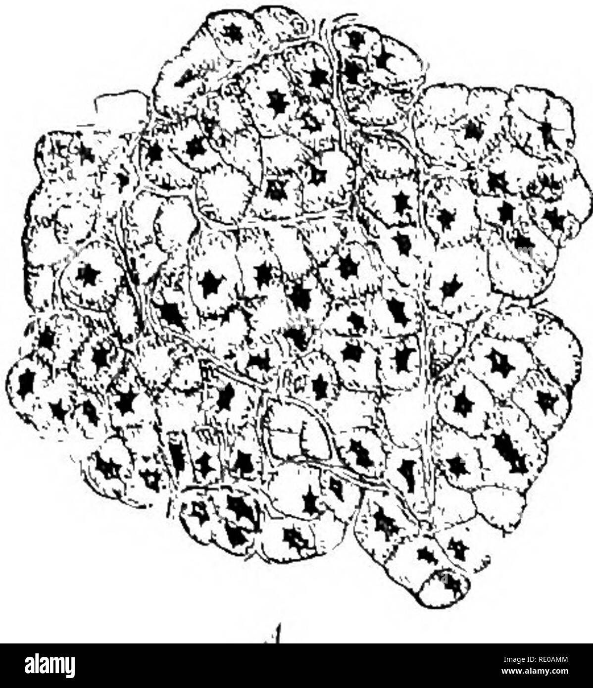 . General physiology; an outline of the science of life. FlG. 2rii ...