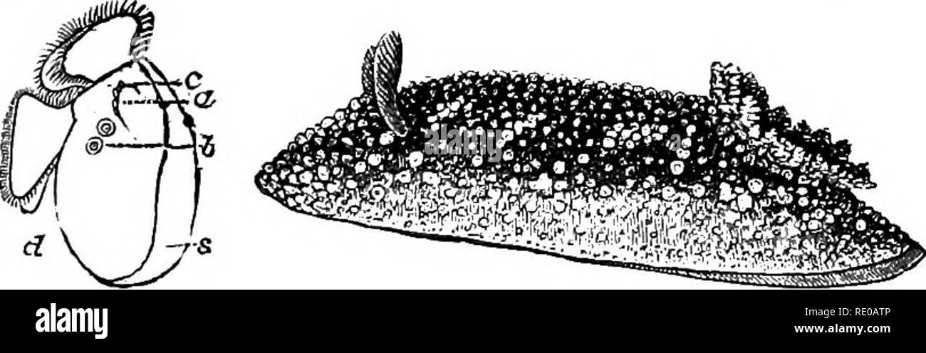 . Zoology for high schools and colleges. Zoology. Fig 190. Flo. 191 ...