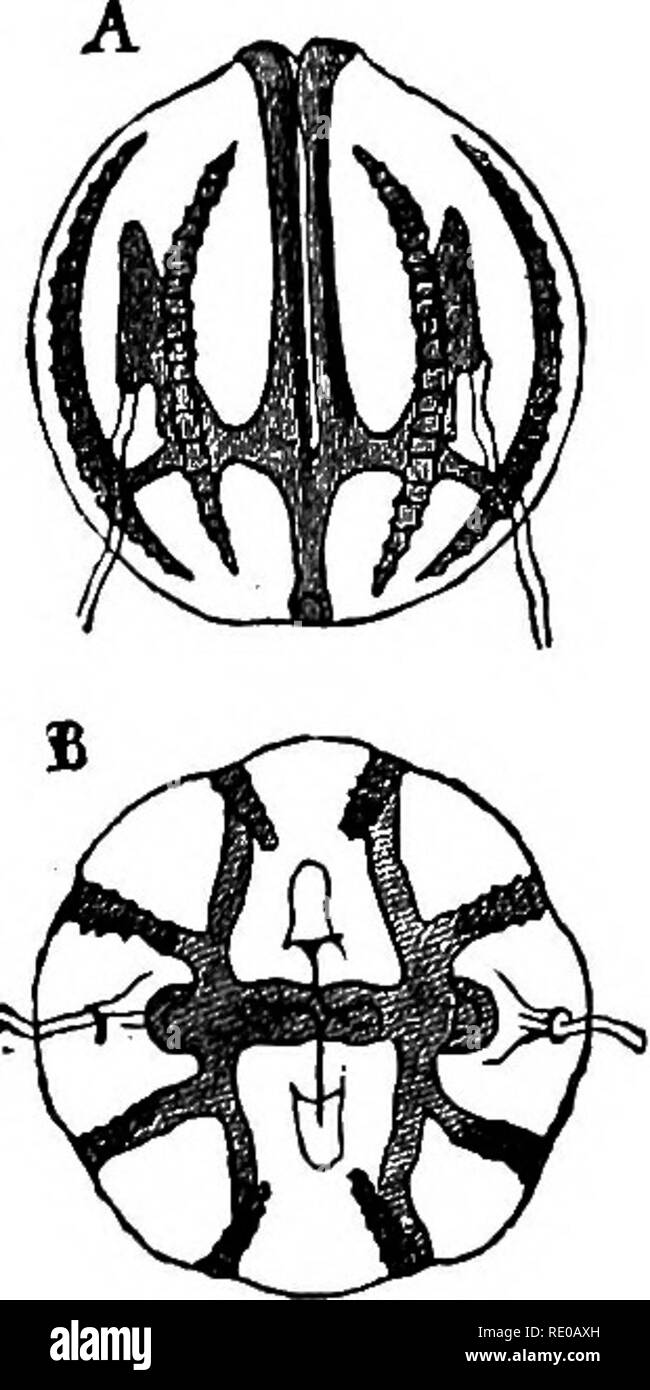 . Zoology for high schools and colleges. Zoology. 93 ZOOLOGY. Class III ...