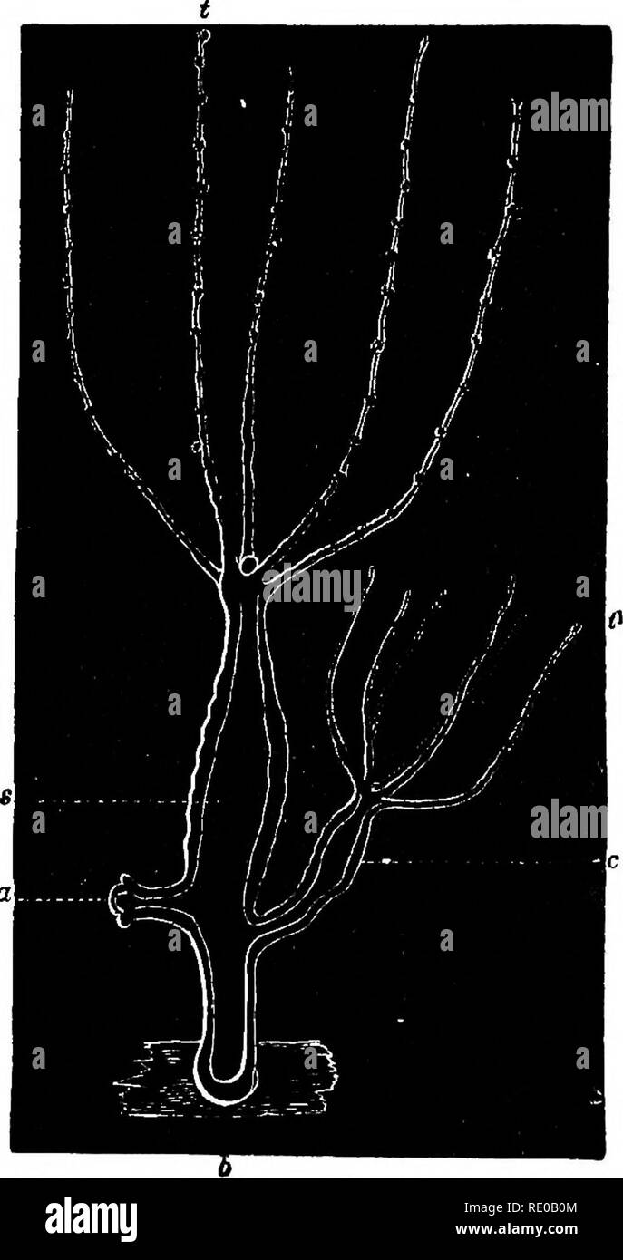Hydra budding hi-res stock photography and images - Alamy