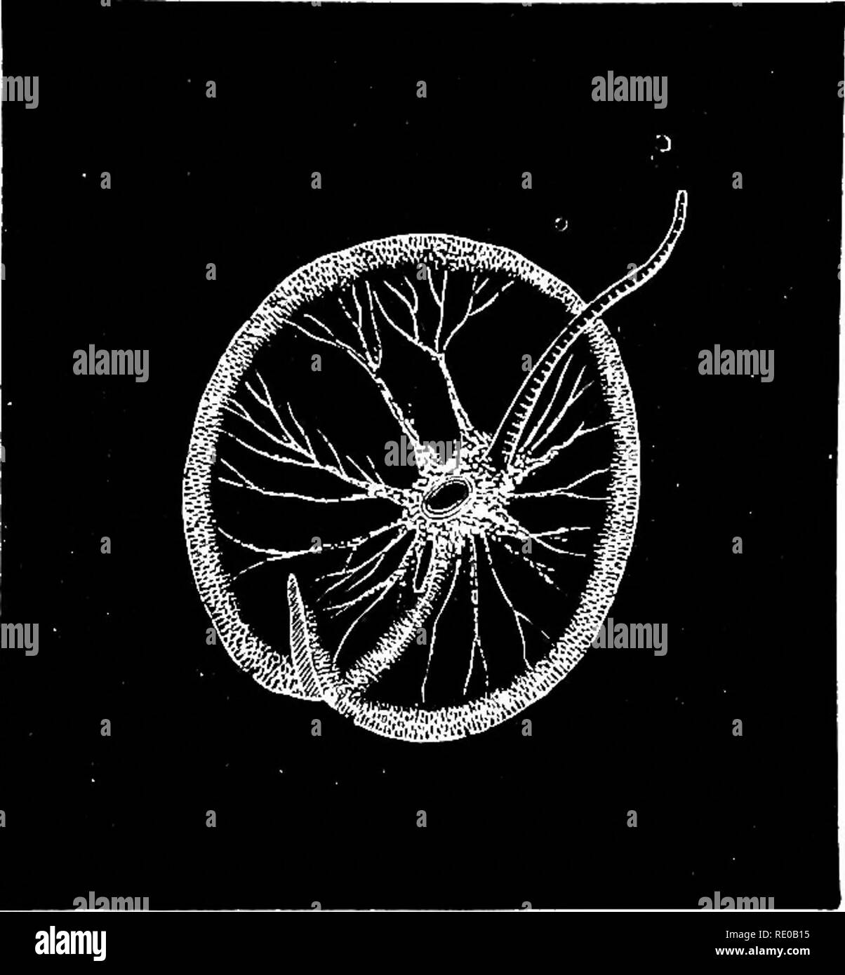 Putrefactive bacteria Black and White Stock Photos & Images - Alamy