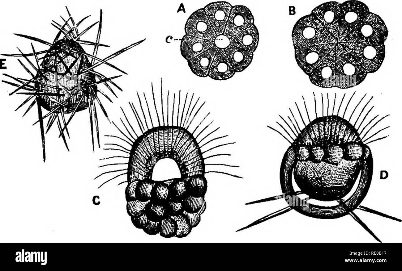 Sycon hi-res stock photography and images - Alamy