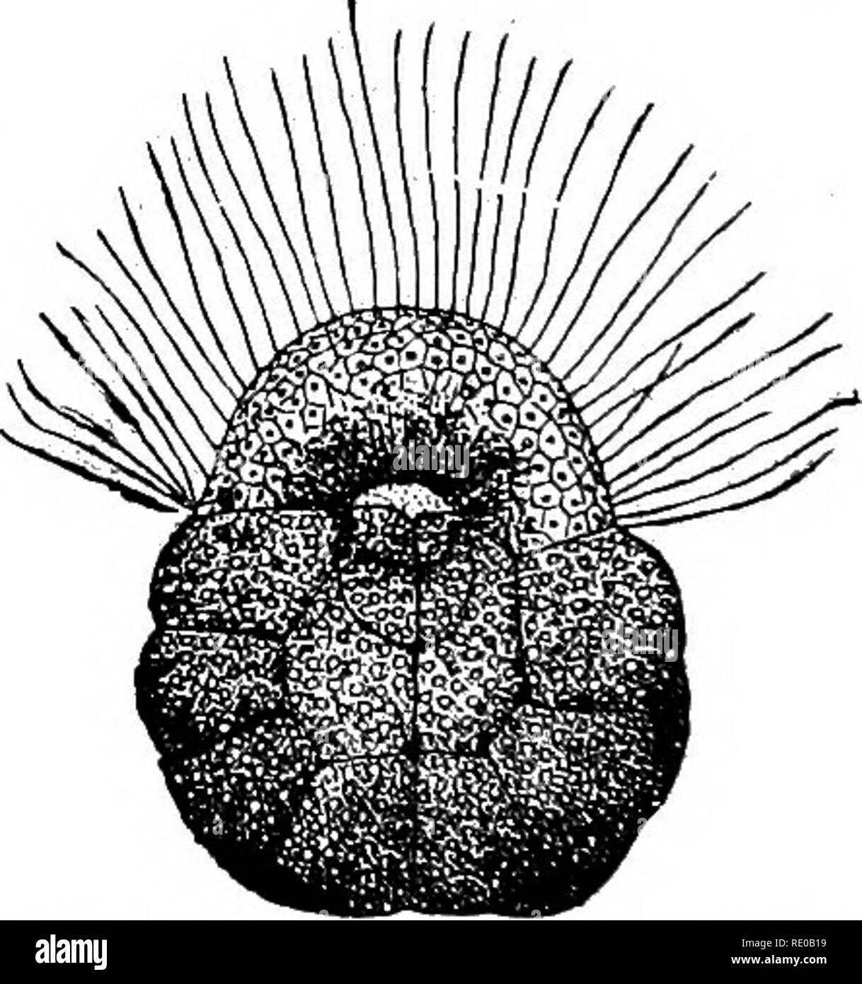 Sycon sponge hi-res stock photography and images - Alamy