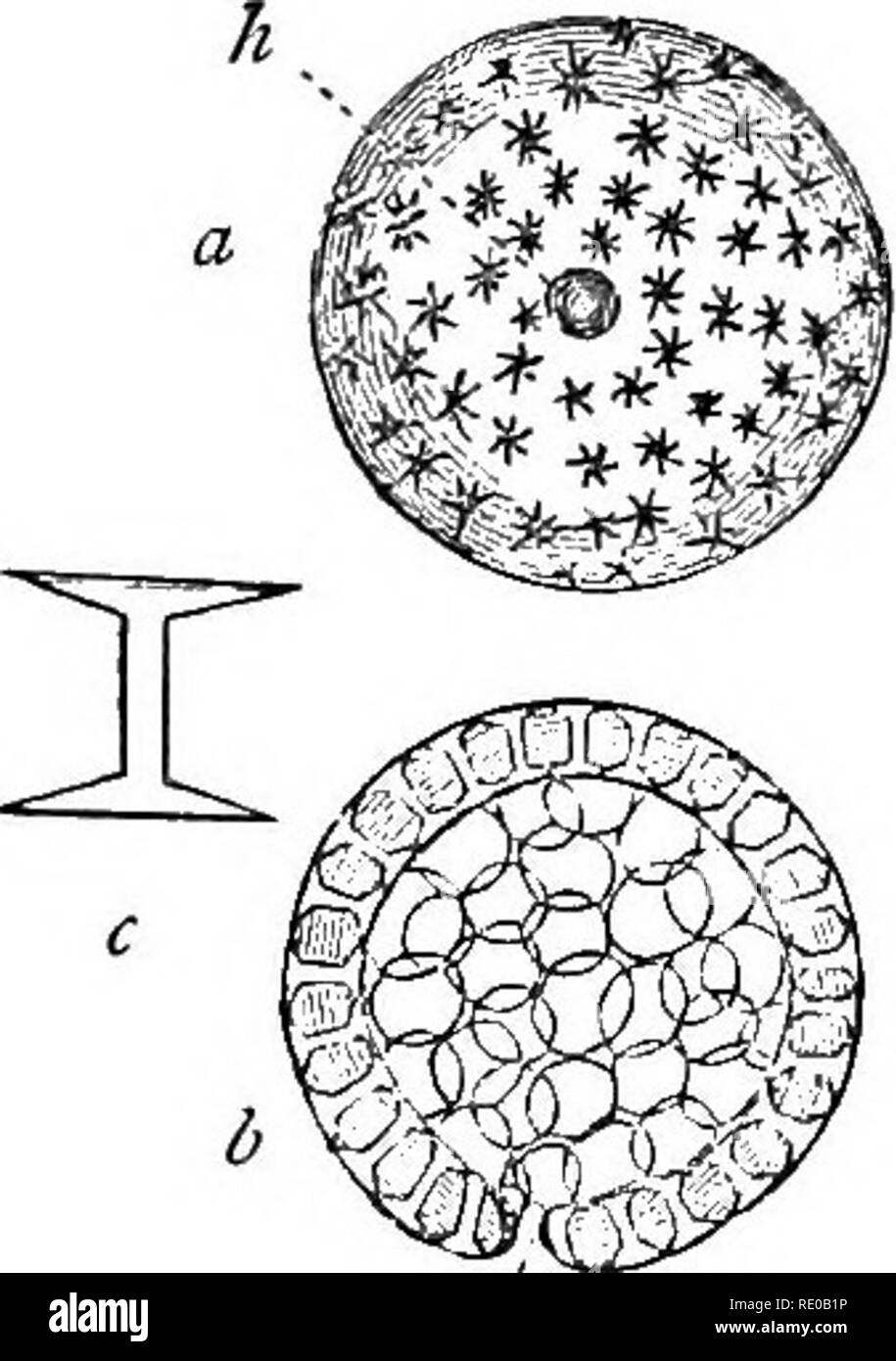 Oscula Black and White Stock Photos & Images - Alamy