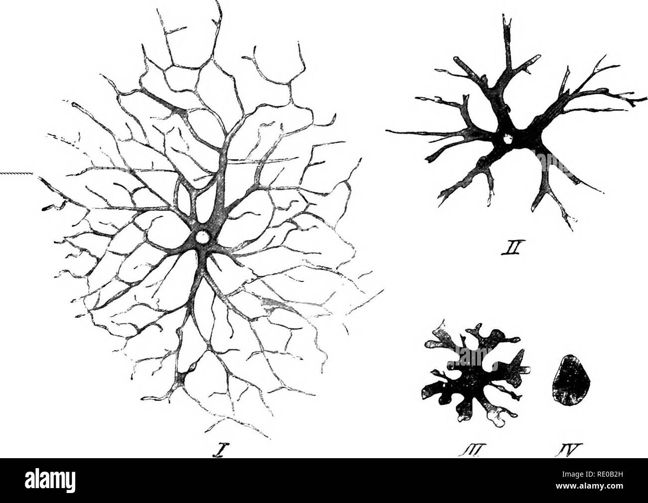 Pseudopodia In A Cell