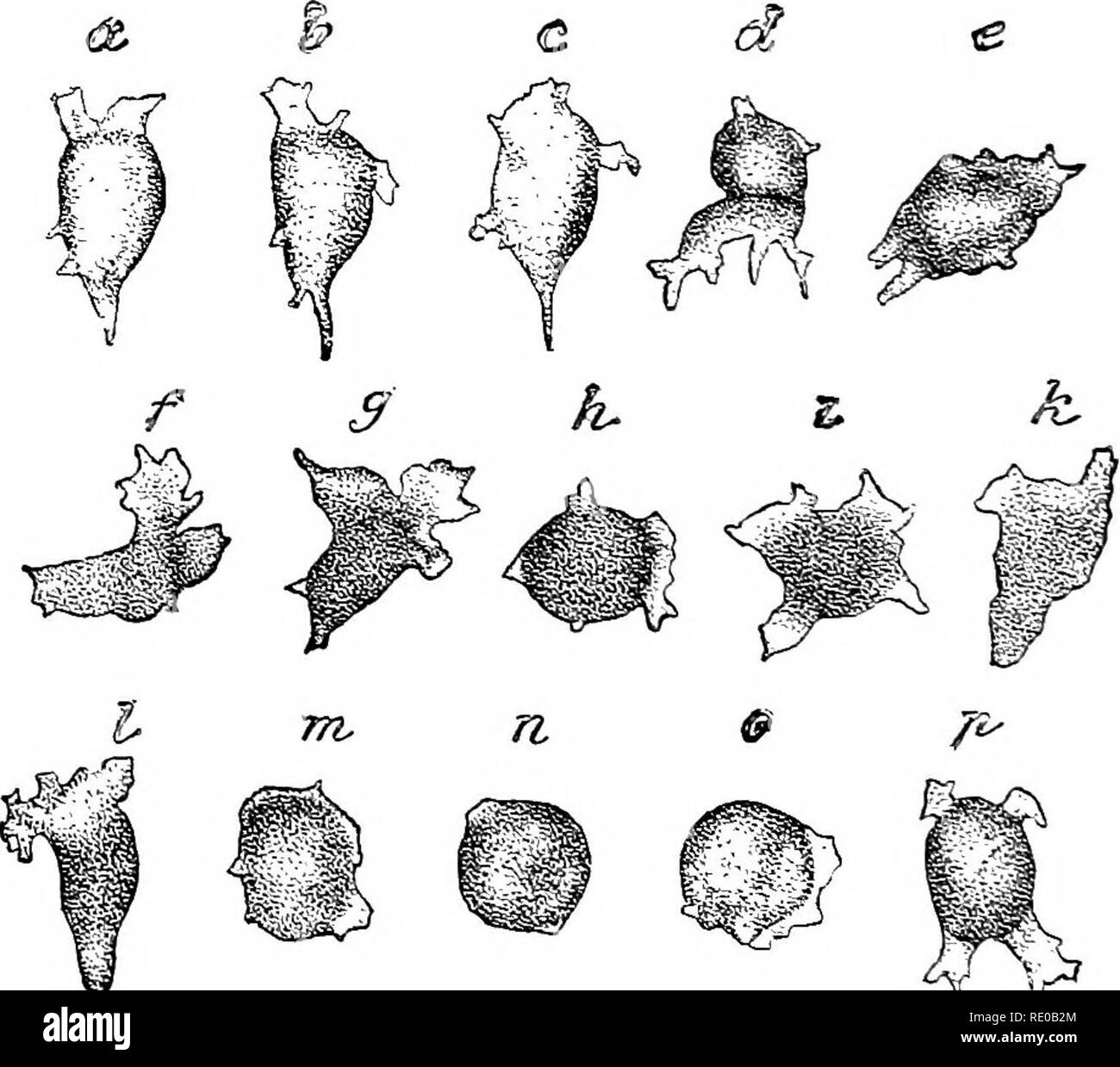 Pseudopodium Black and White Stock Photos & Images - Alamy