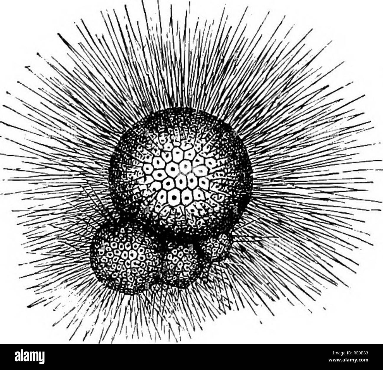 Rotalia veneta hi-res stock photography and images - Alamy