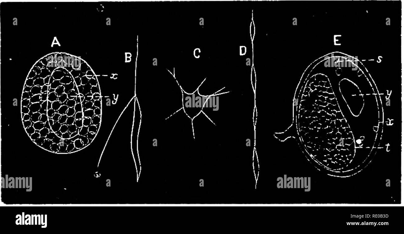 Vorticella Black and White Stock Photos & Images - Alamy