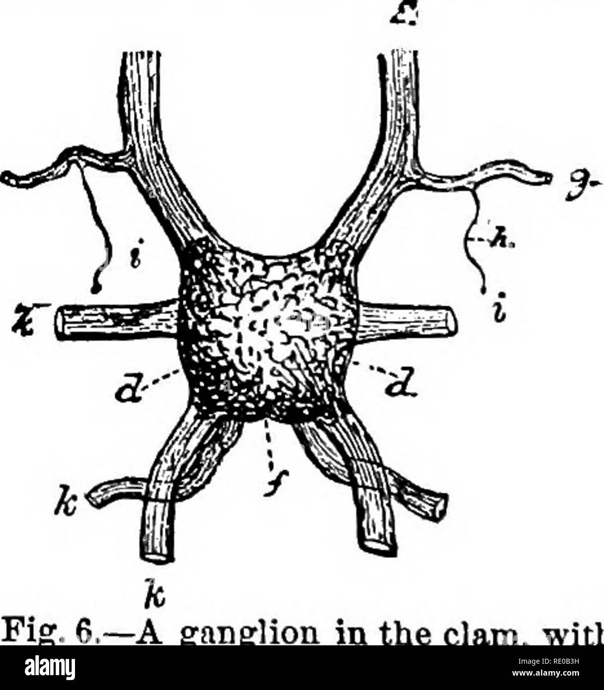 . Zoology for high schools and colleges. Zoology. 8 ZOOLOGY. still ...