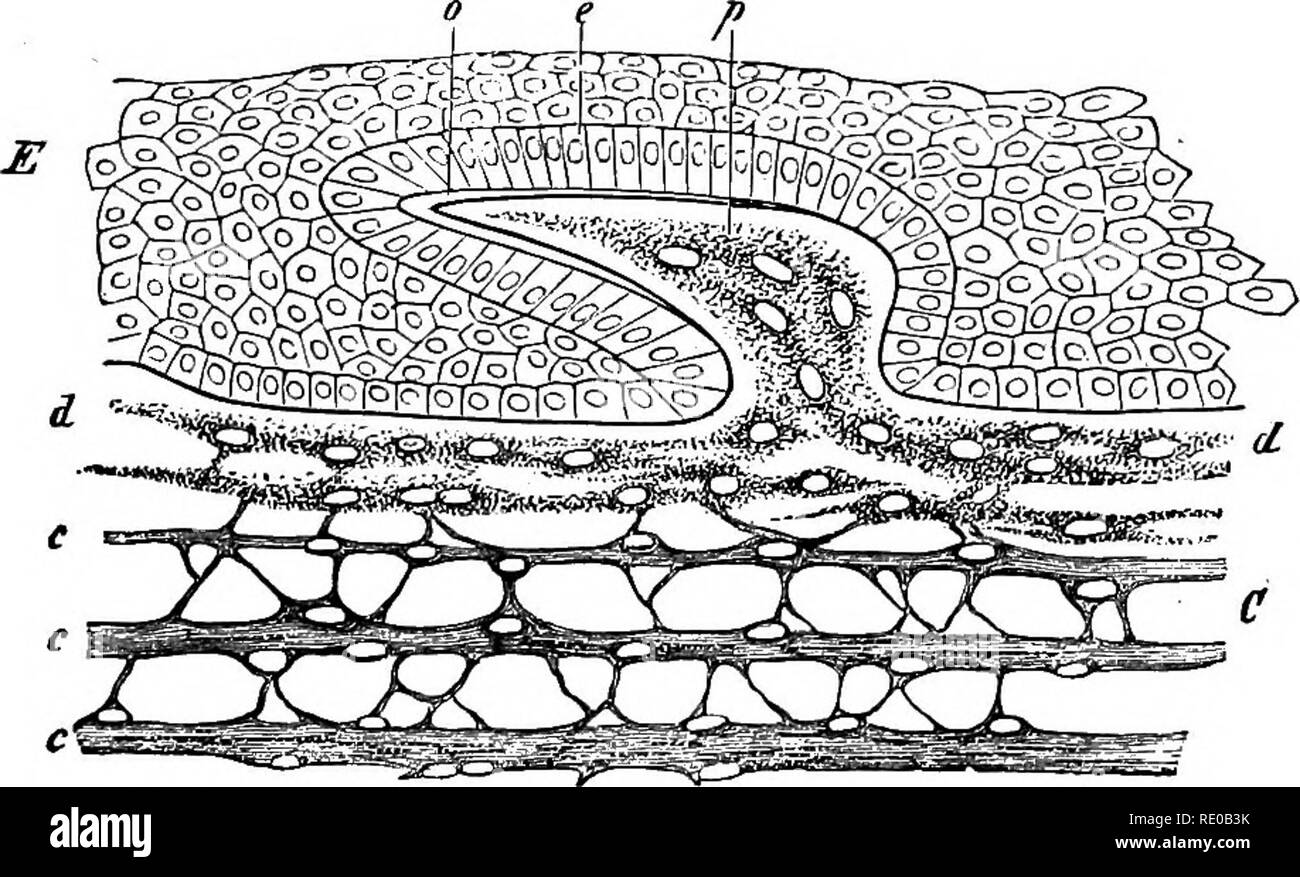 . Zoology for high schools and colleges. Zoology. CELLS AND TISSUES. 7 ...