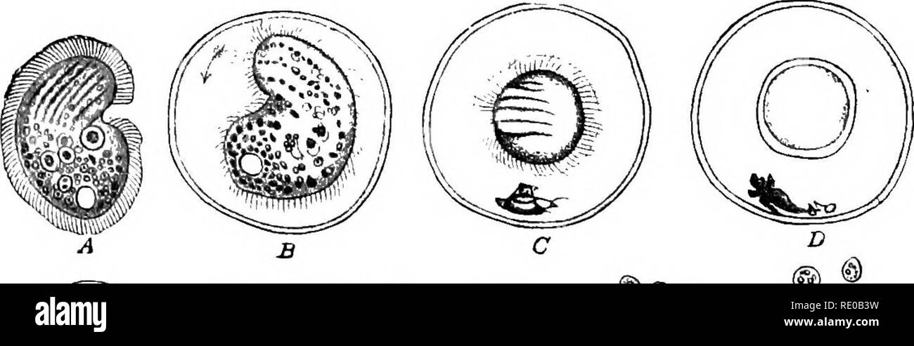 Reproduce through spores hi-res stock photography and images - Alamy