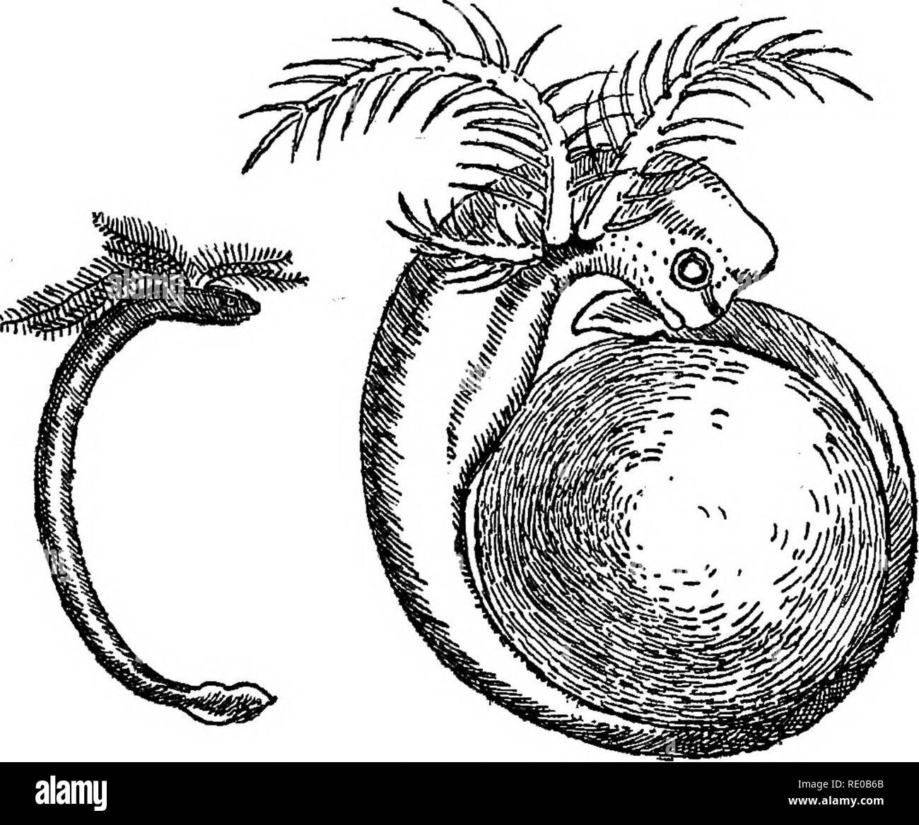 Ichthyophis High Resolution Stock Photography and Images - Alamy