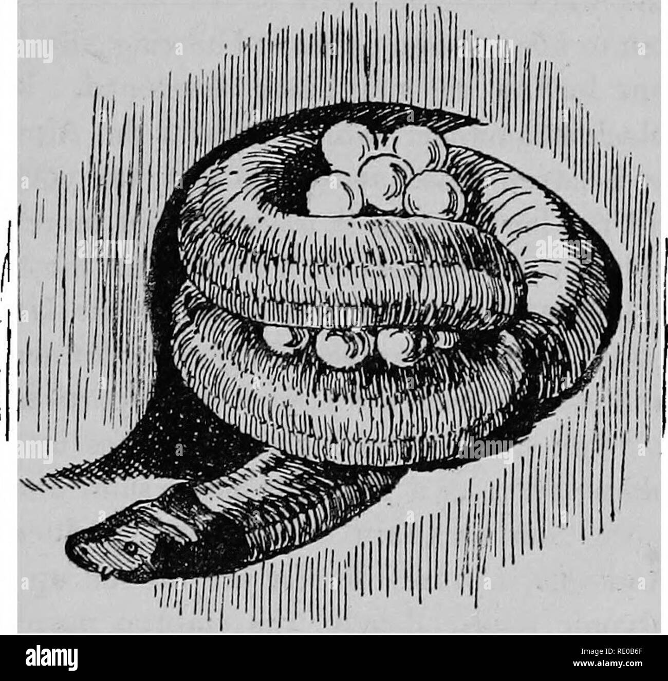 Ichthyophis High Resolution Stock Photography and Images - Alamy