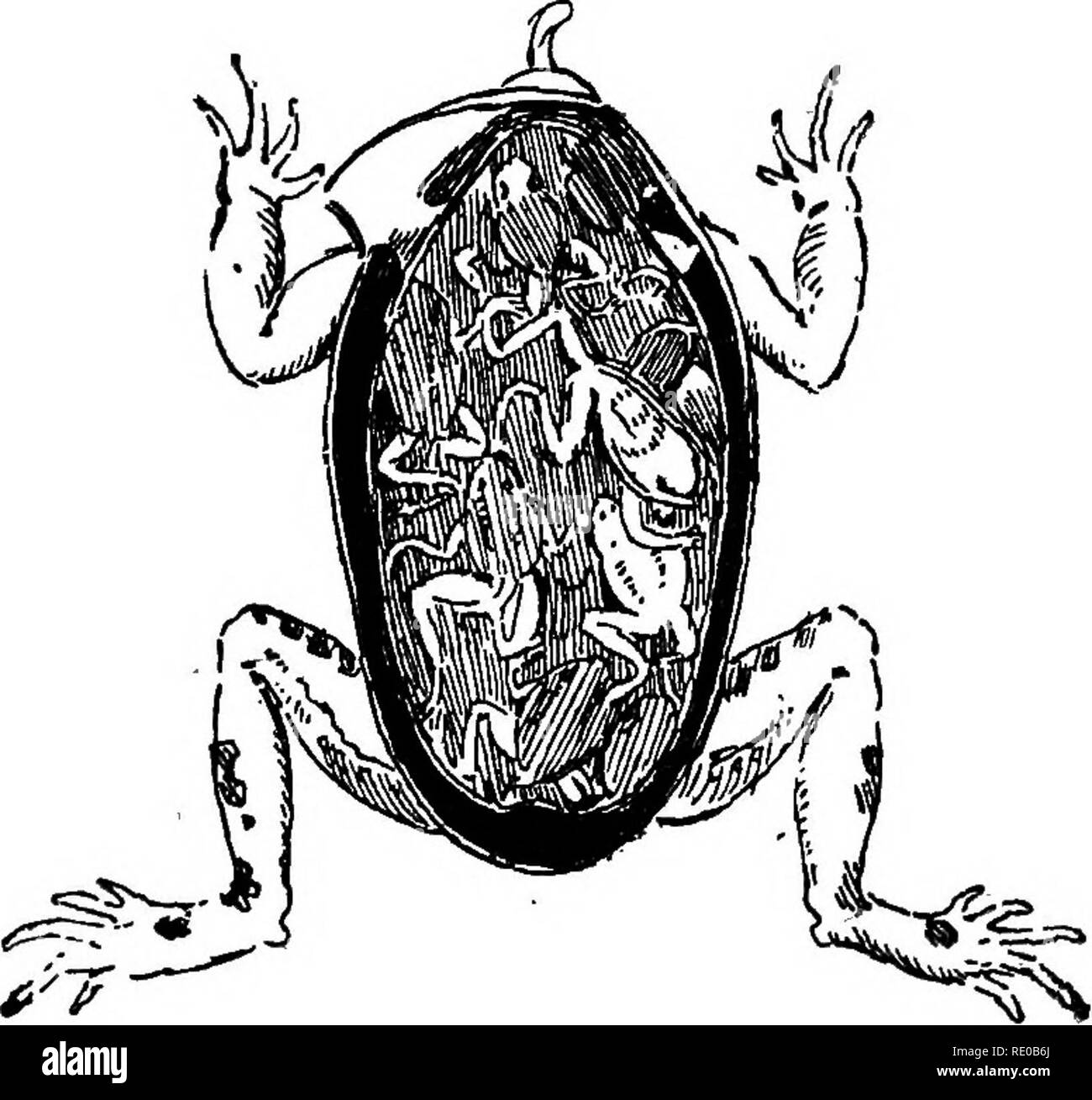 Tadpole Drawing With Legs