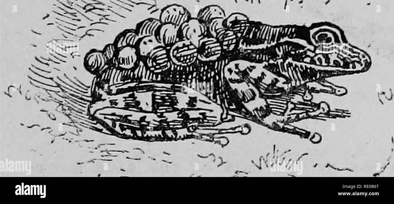 Strings of toad eggs hi-res stock photography and images - Alamy