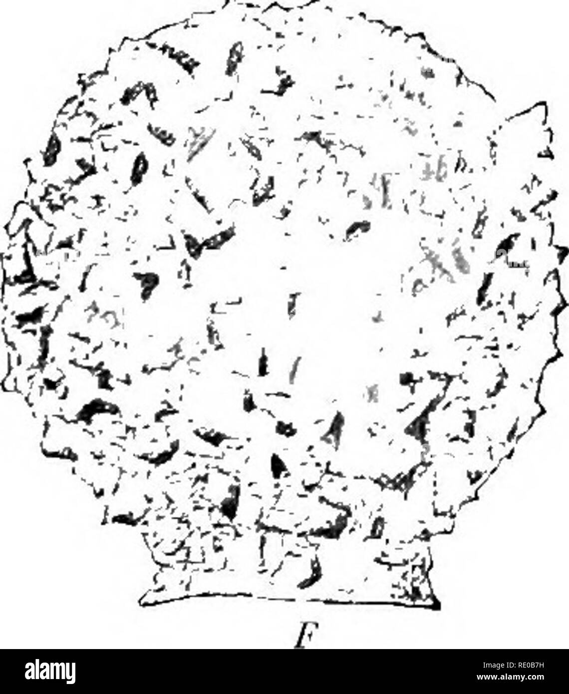 . General physiology; an outline of the science of life. . Fig. 49 ...