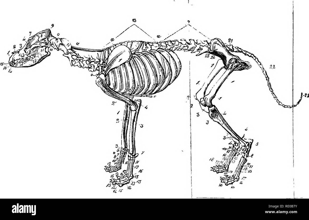 Occipital Protuberance Dog Dog Anatomy, Dog Skeleton, Animal Skeletons