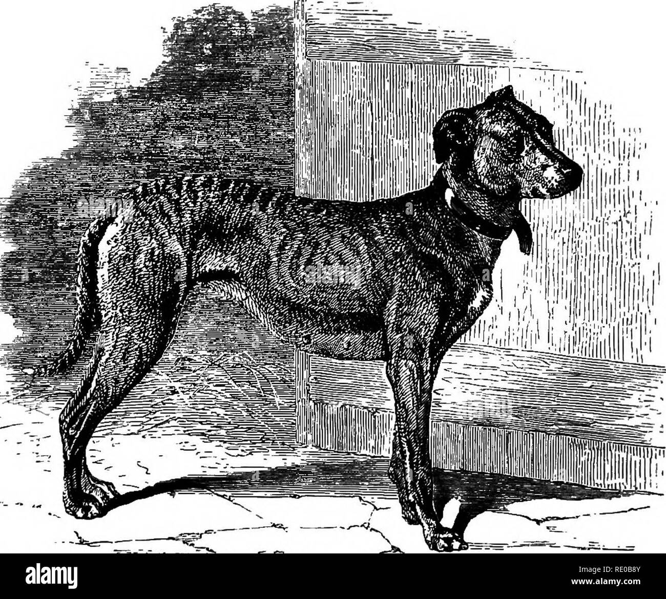 . The dog in health and disease. Comprising the various modes of ...
