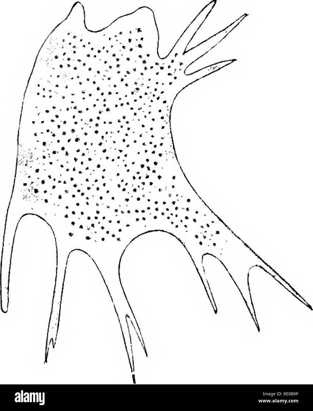Tissue Science Drawing
