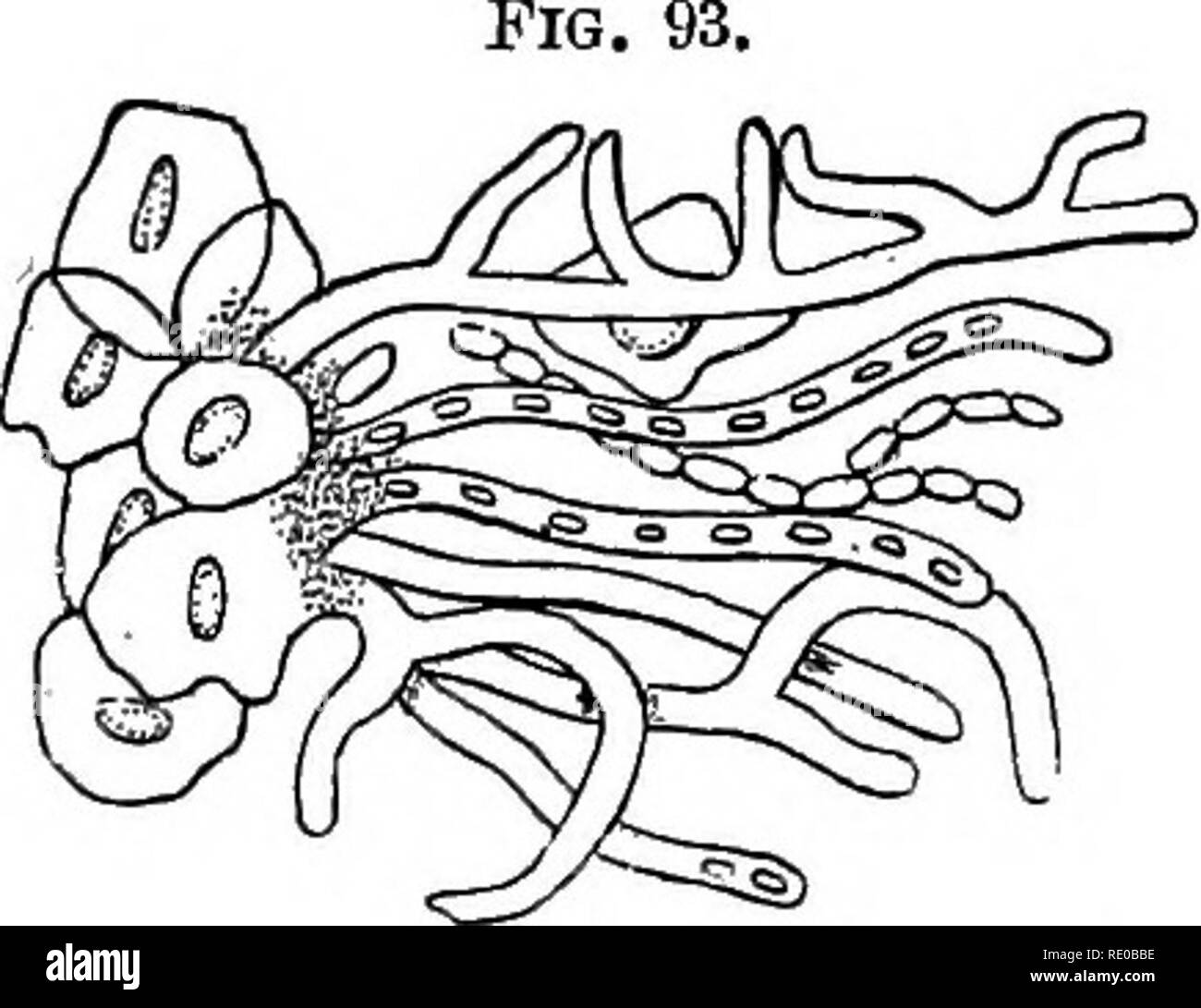 Parasite Prevention Coloring Pages