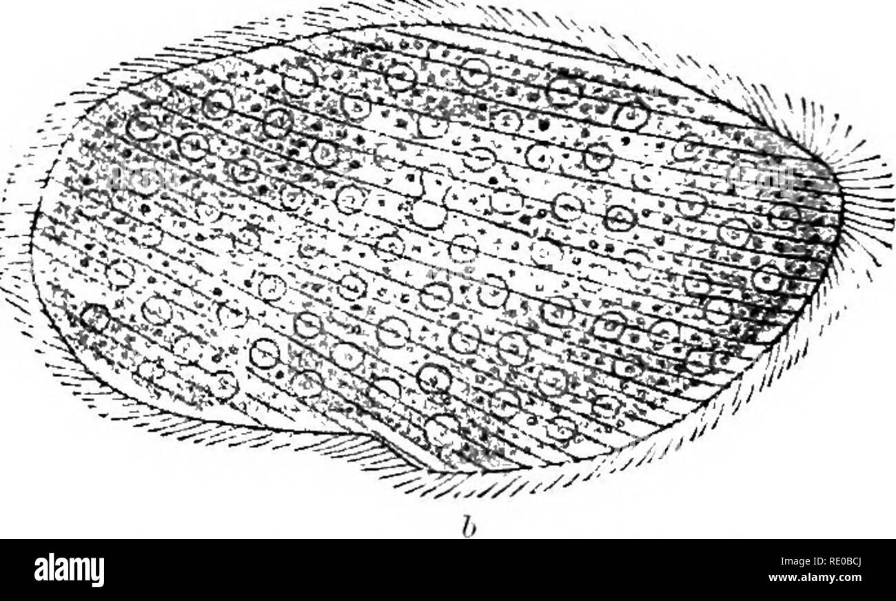 . General physiology; an outline of the science of life. 72 GENERAL ...