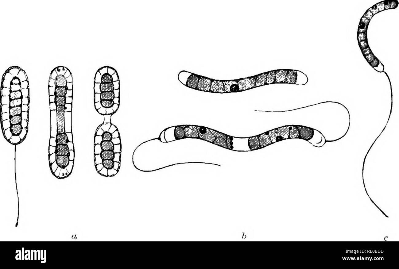 Two quite different organisms hi-res stock photography and images - Alamy