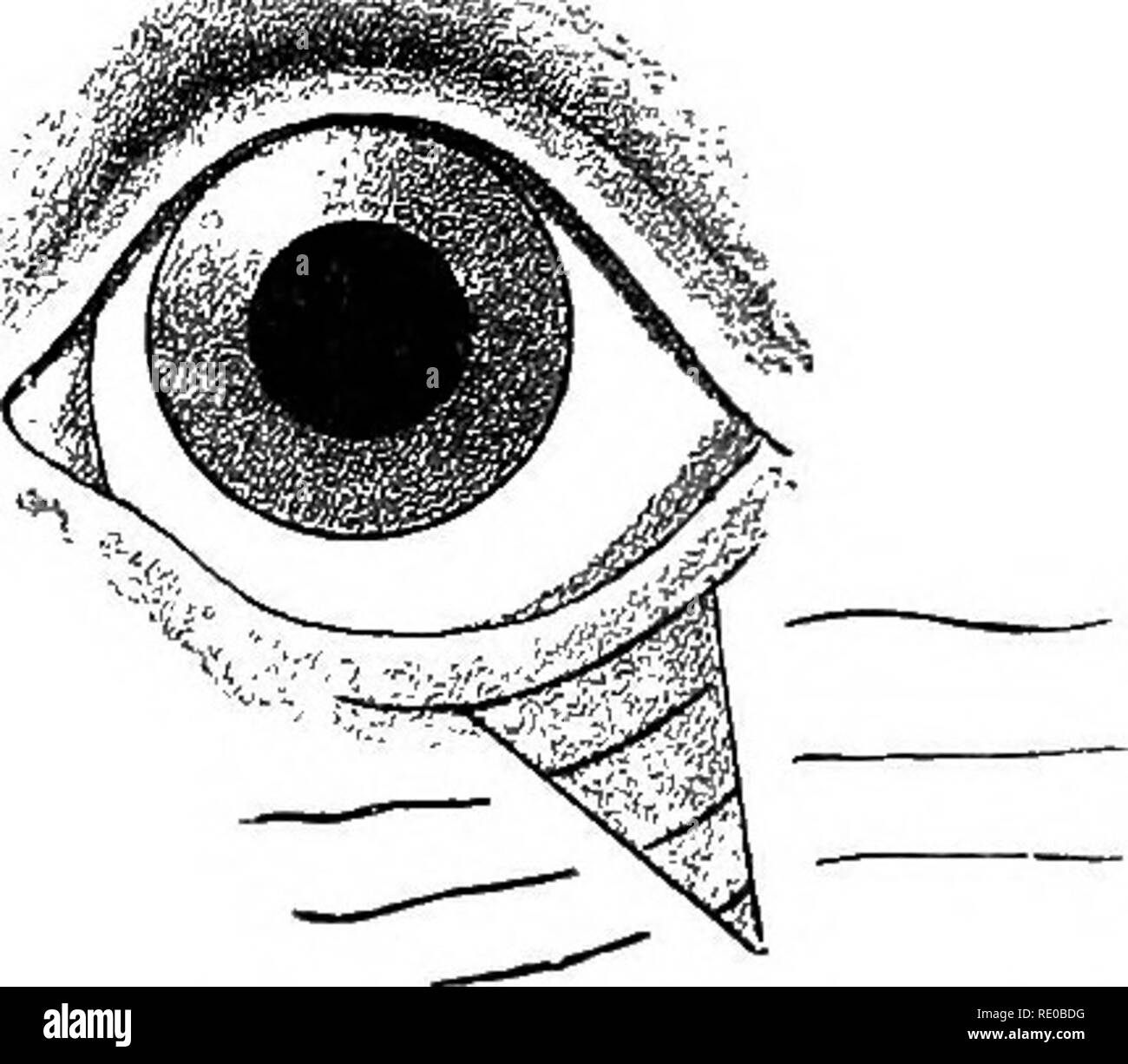 Elliptical cut out Black and White Stock Photos & Images - Alamy