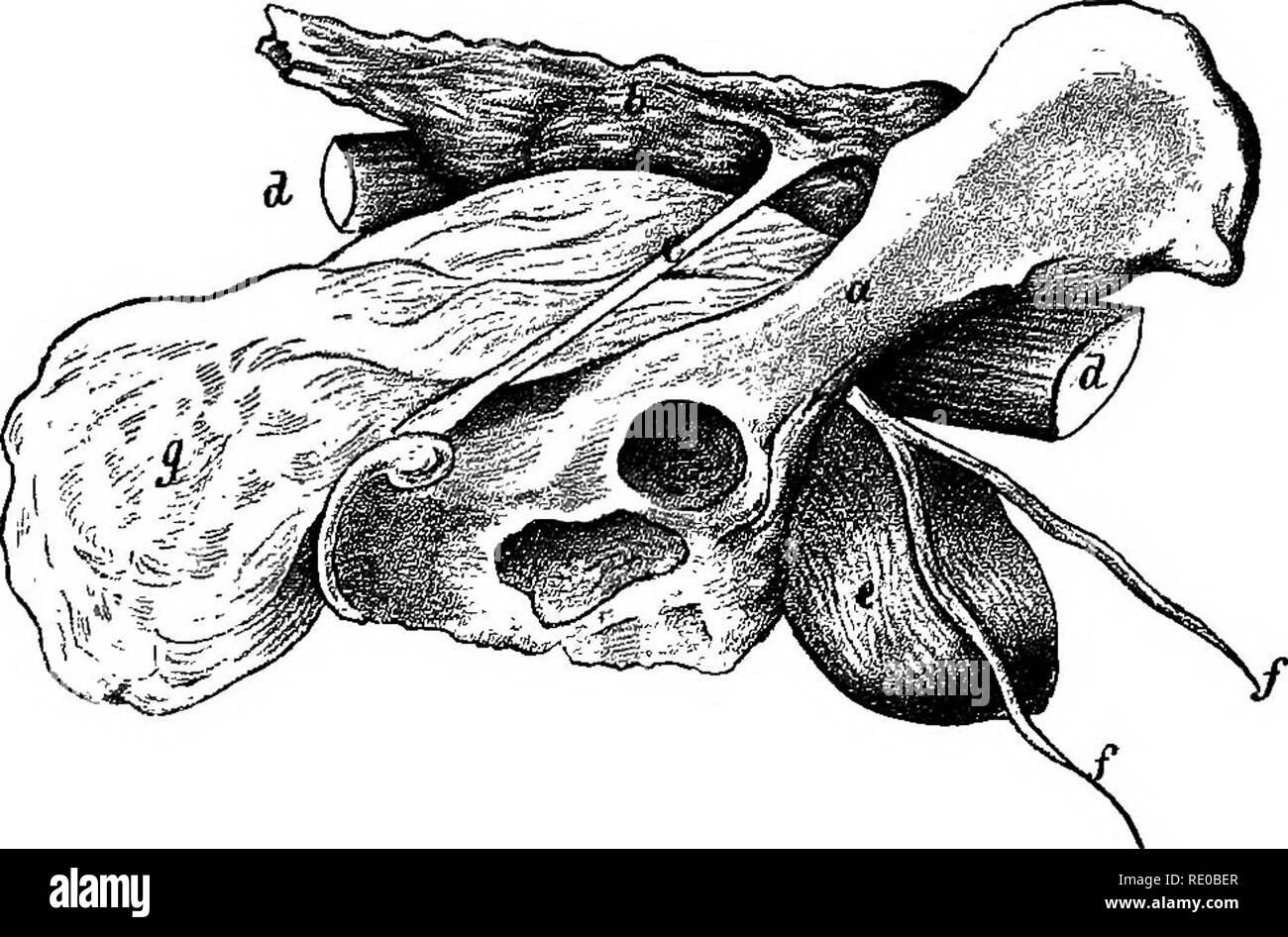 . Diseases of the dog and their treatment. Dogs. INGUINAL AND SCROTAL ...