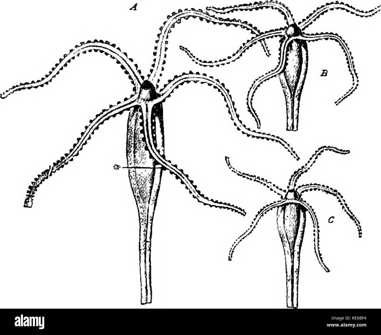 hydra drawing science