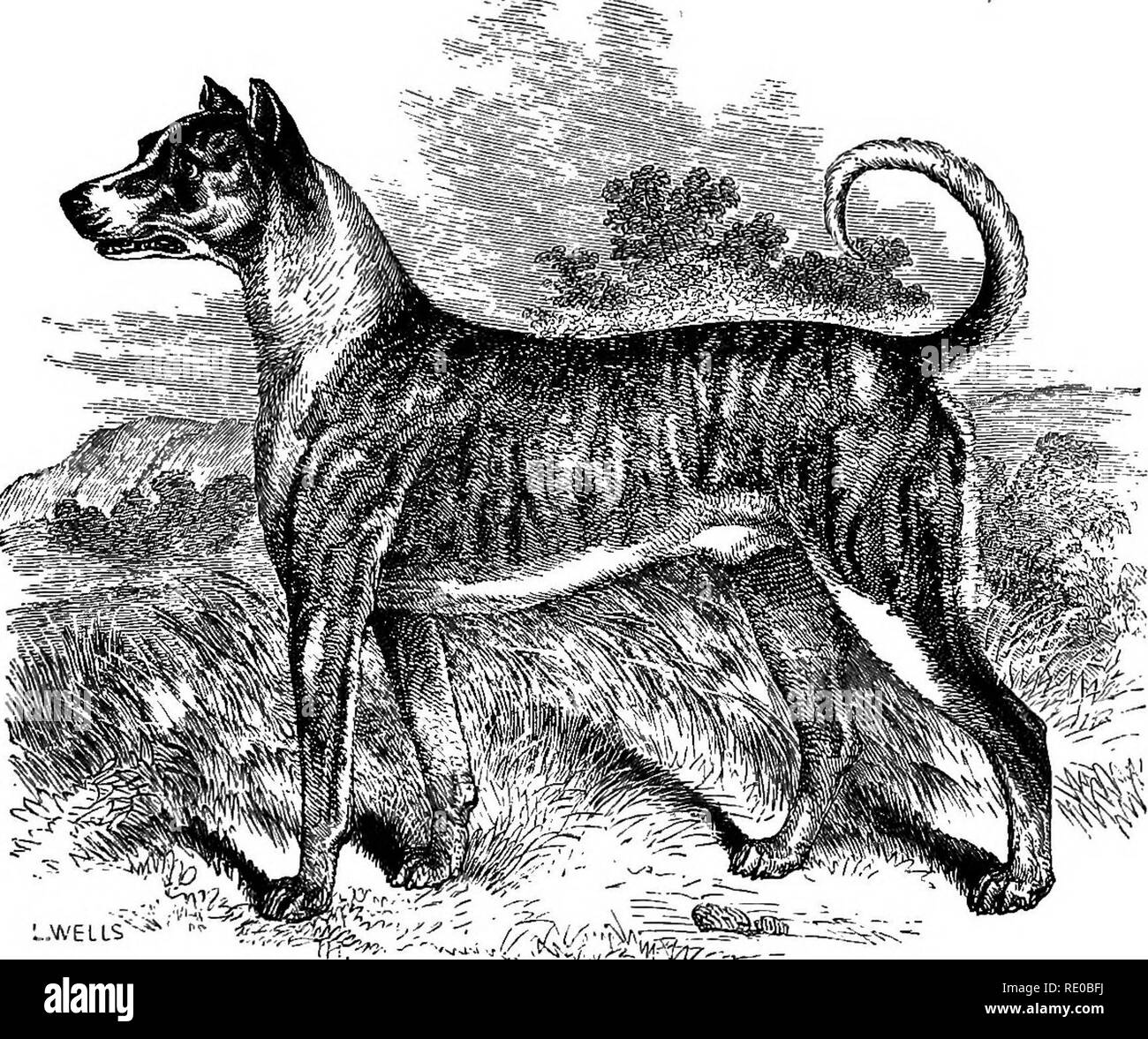 Boarhound hi-res stock photography and images - Alamy