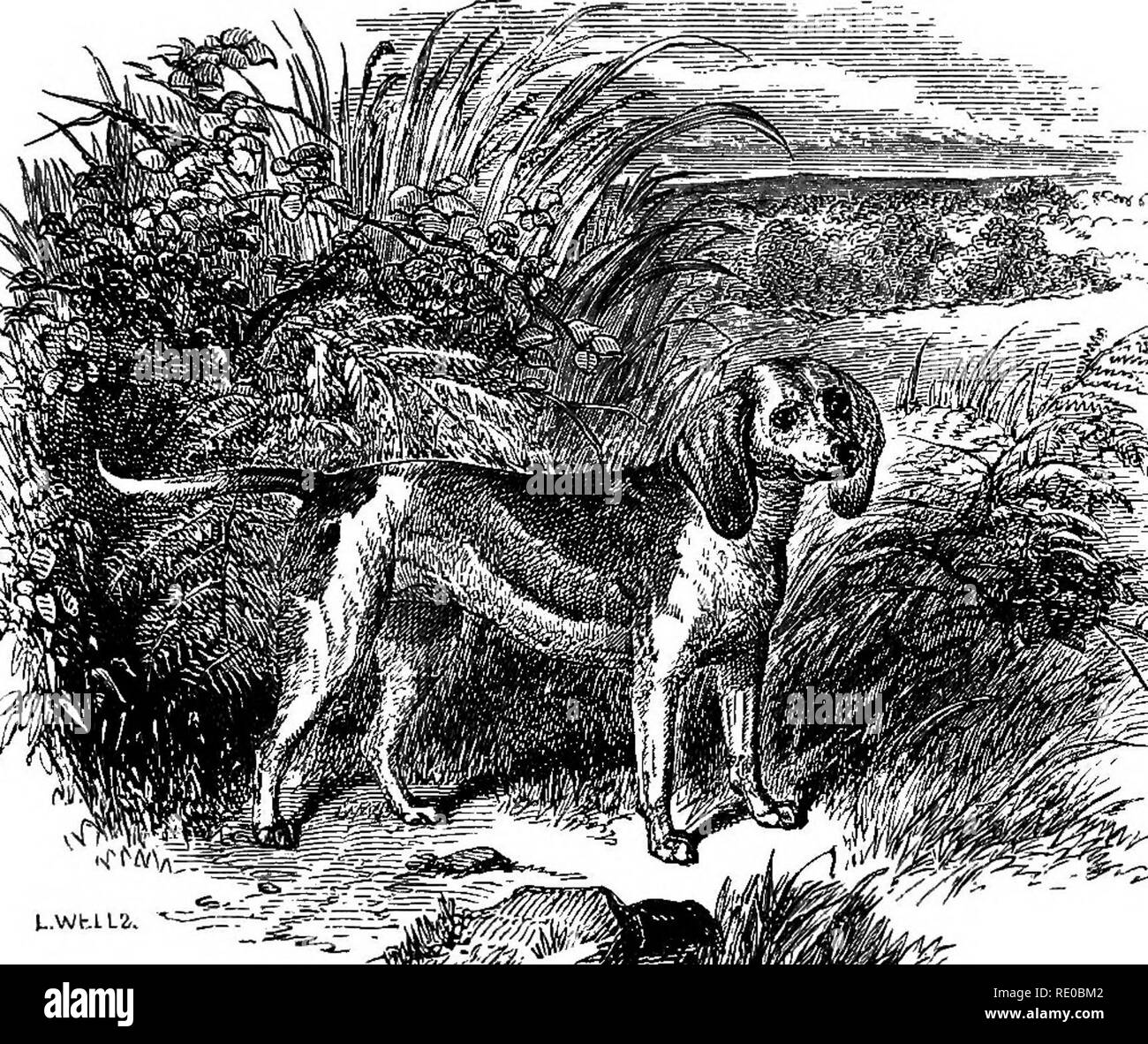 Dwarf breeds Black and White Stock Photos & Images - Alamy