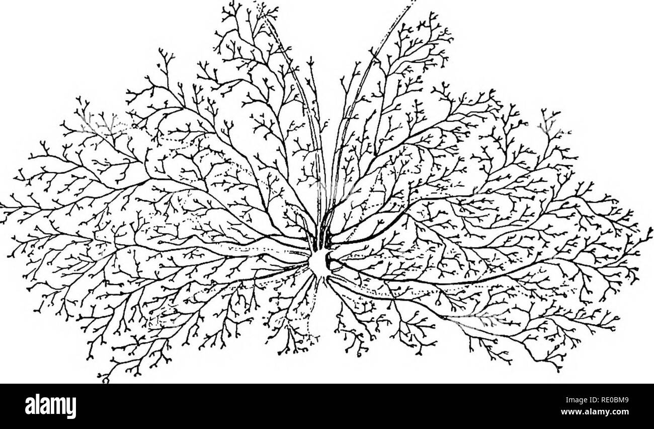 Root like branches Black and White Stock Photos & Images - Alamy