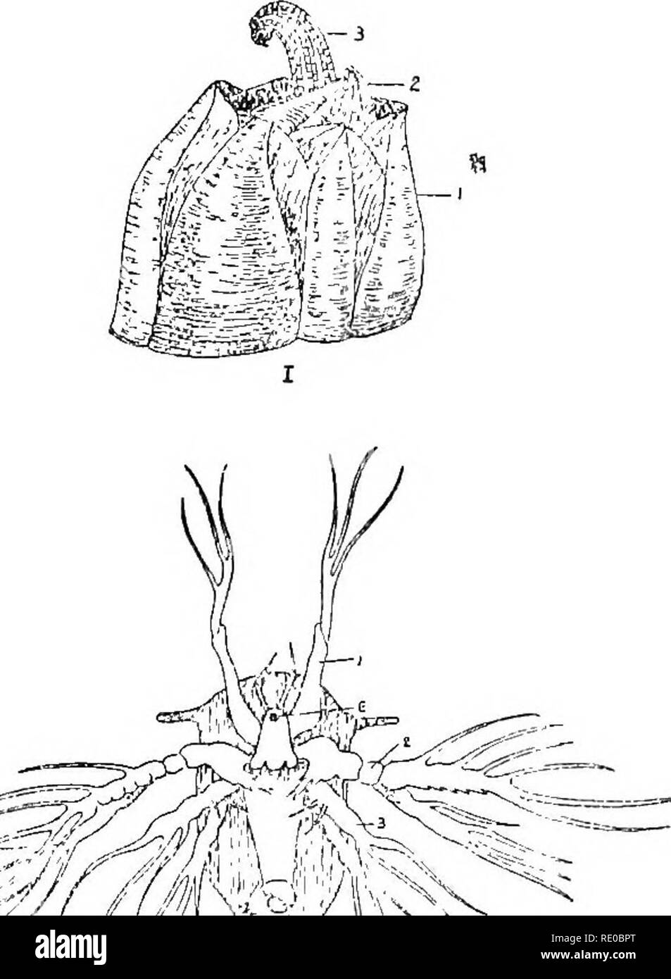 Balanus larva hi-res stock photography and images - Alamy