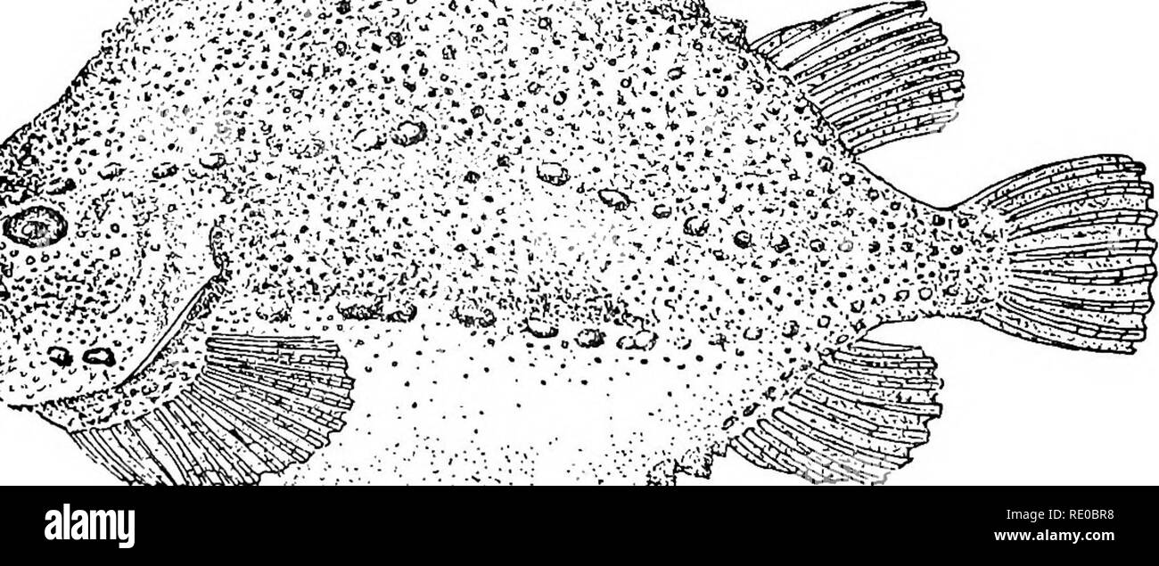 Surinam toad pipa pipa hi-res stock photography and images - Alamy
