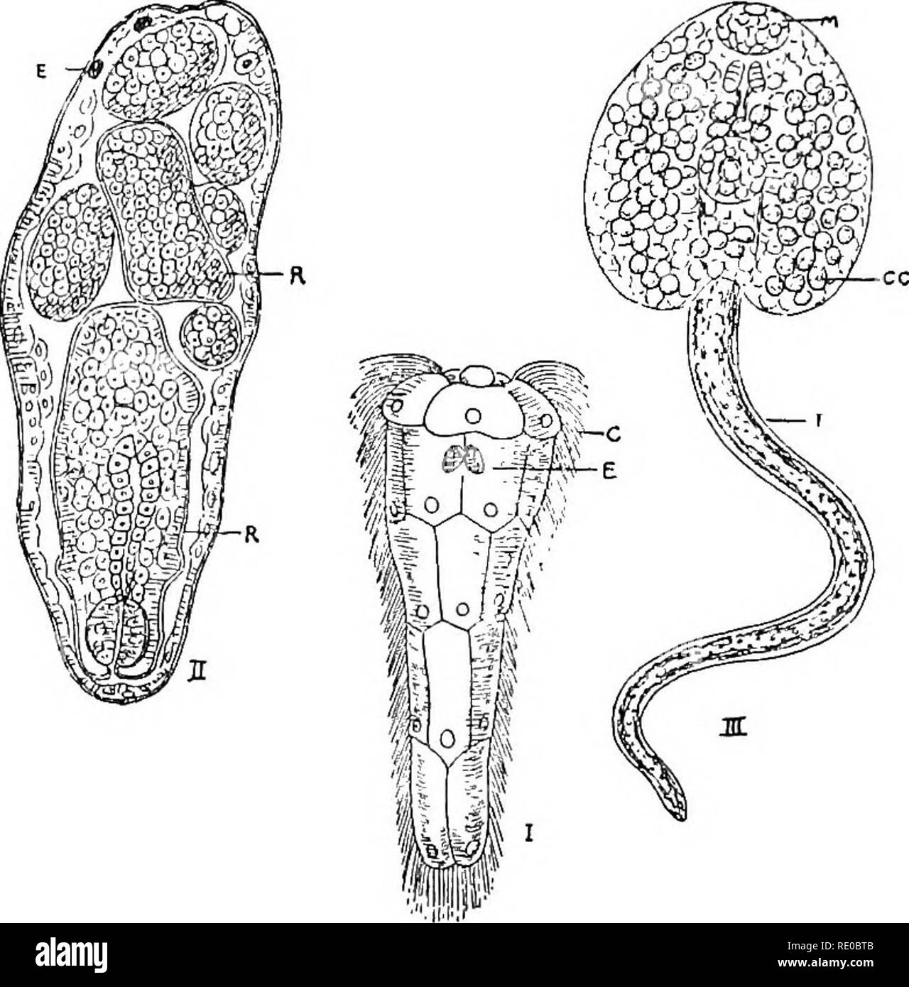 Liver fluke in water snail Black and White Stock Photos & Images - Alamy
