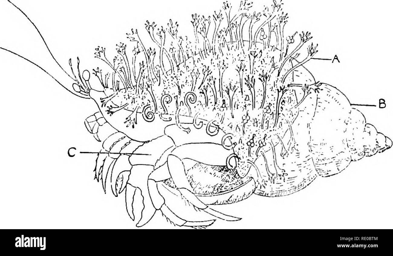 hermit crab shell coloring page