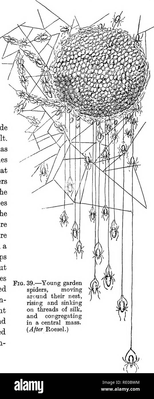 . The wonder of life. Biology; Natural history; Zoology. THE WAYS OF ...